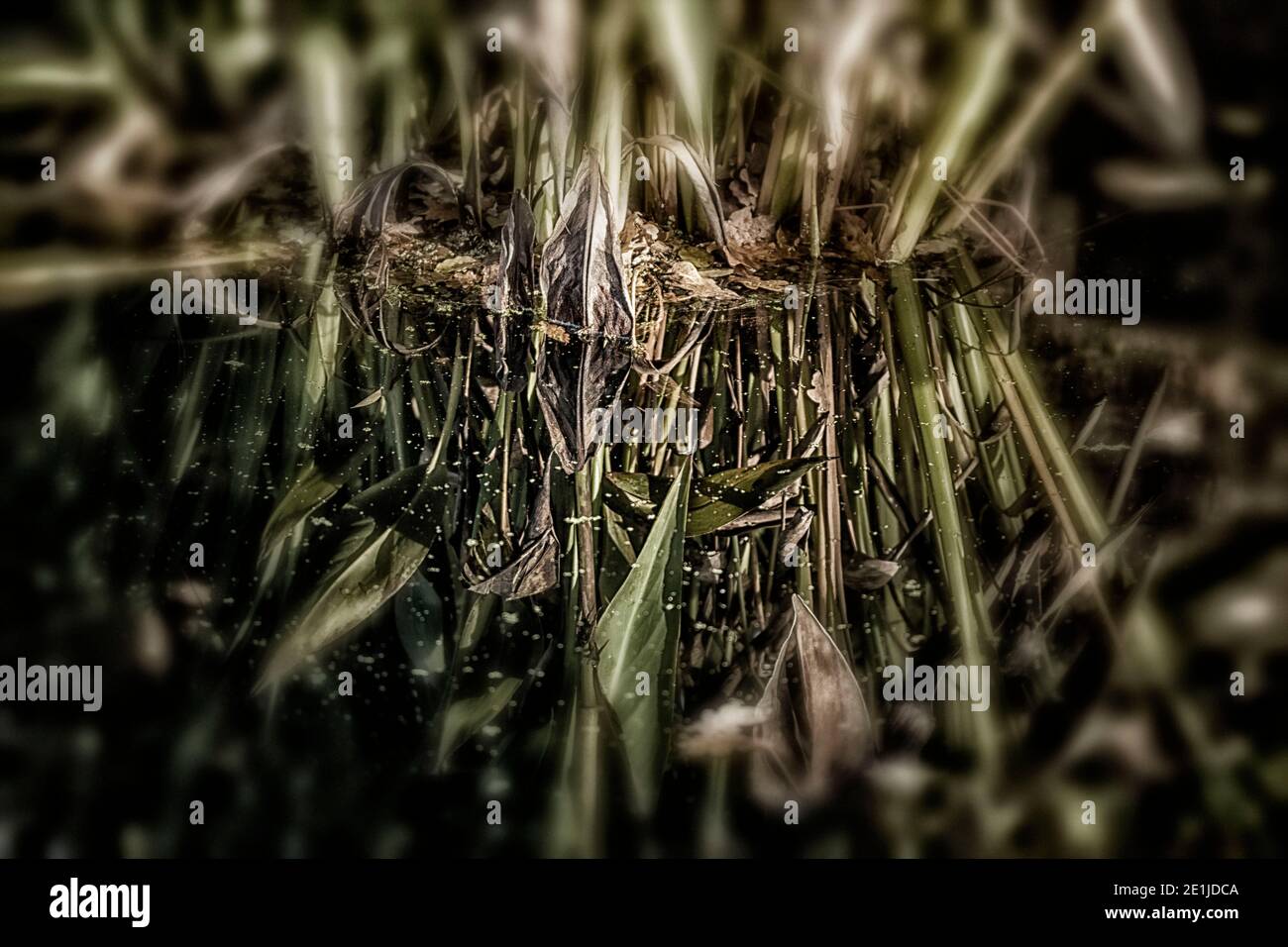 Green foliage and reflection in still water, illustrating reflection ...