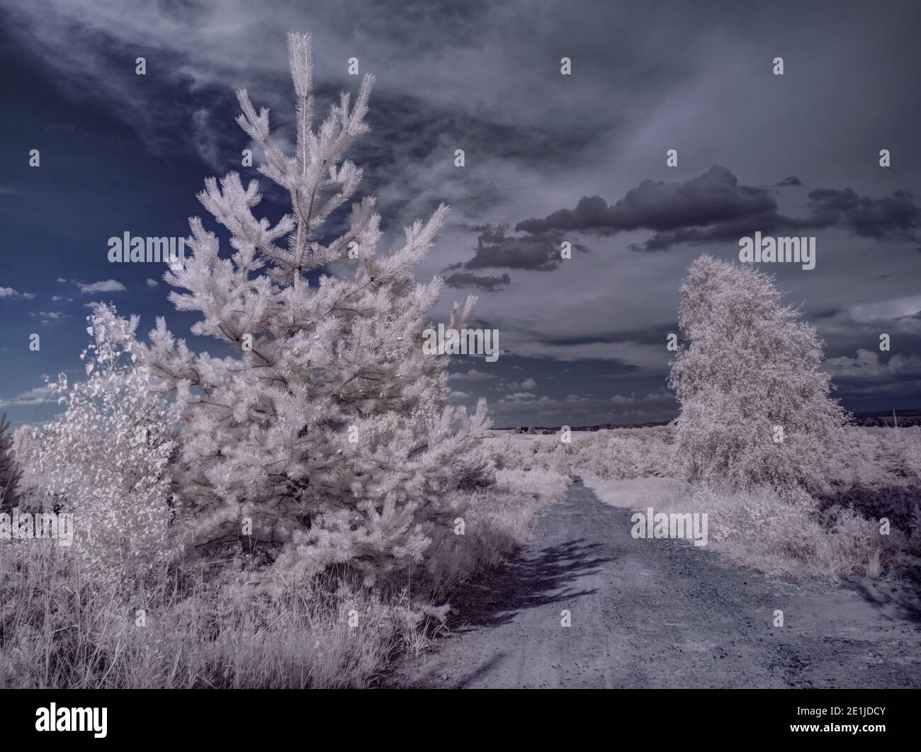 infrared photography - ir photo of landscape with tree under sky with ...