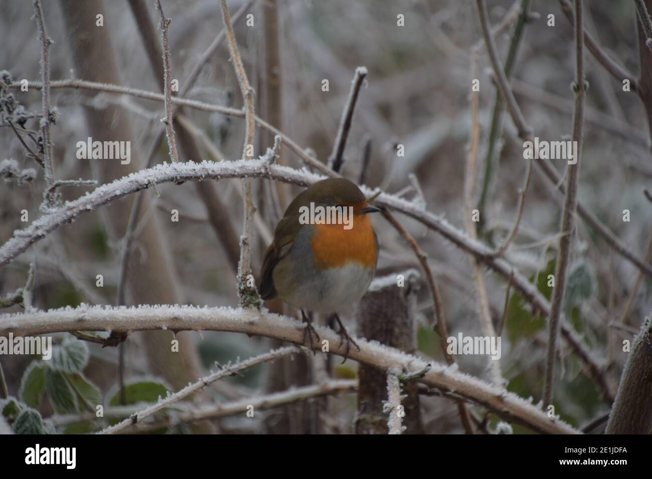 Robin redbreast in deep winter perched on hoar frost covered brambles ...
