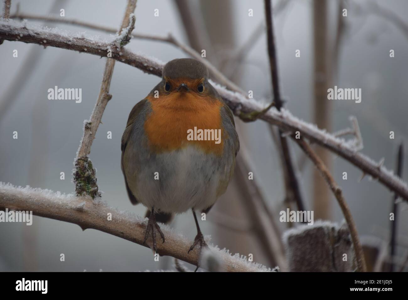 Robin winter scene hi-res stock photography and images - Alamy