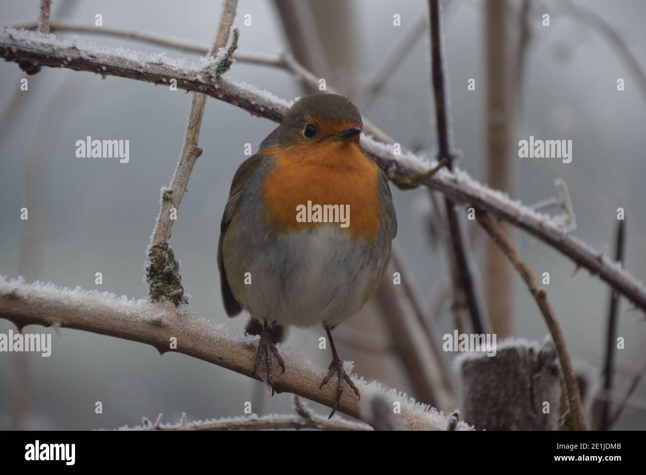 Robin winter scene hi-res stock photography and images - Alamy