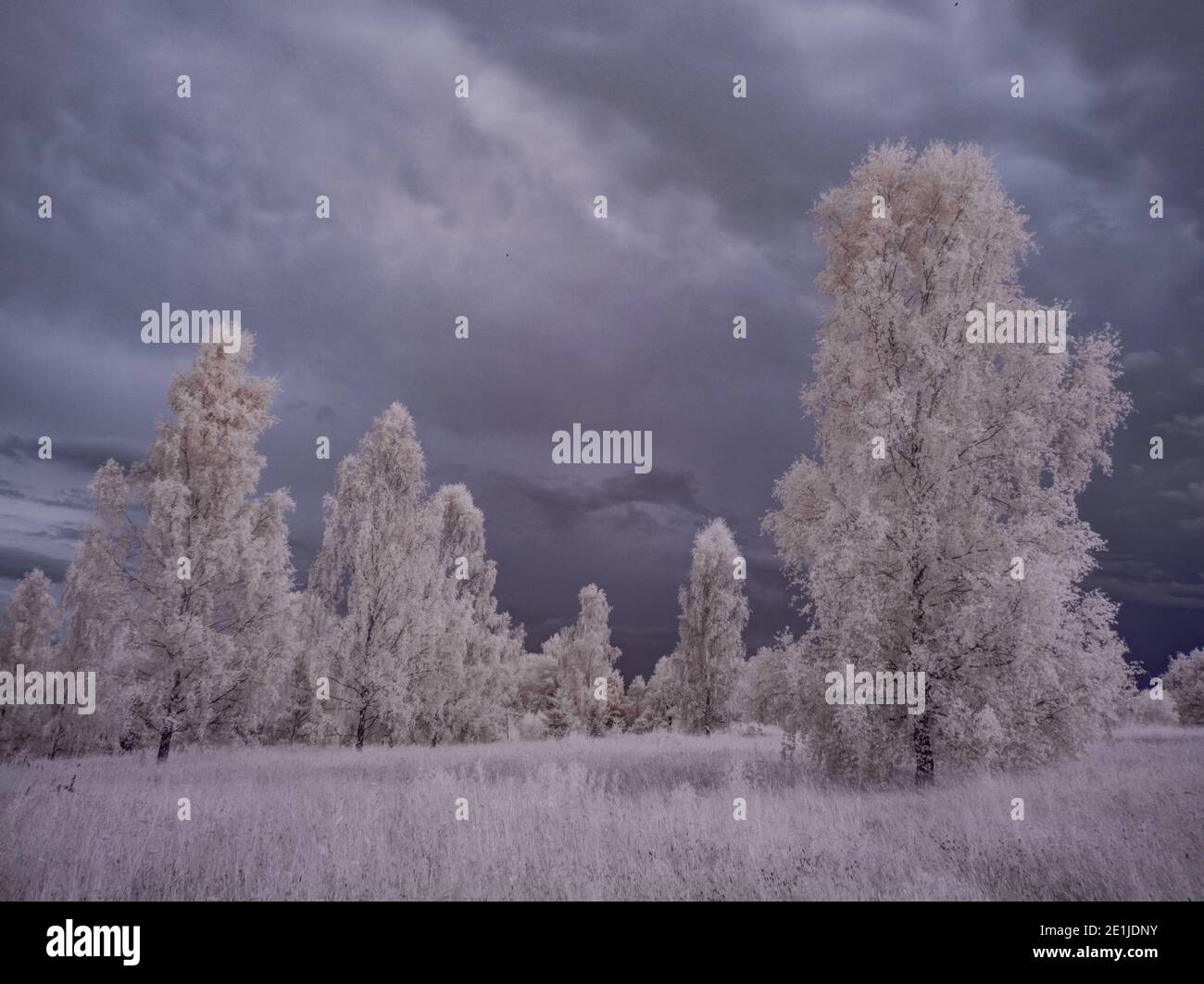 infrared photography - ir photo of landscape with tree under sky with ...