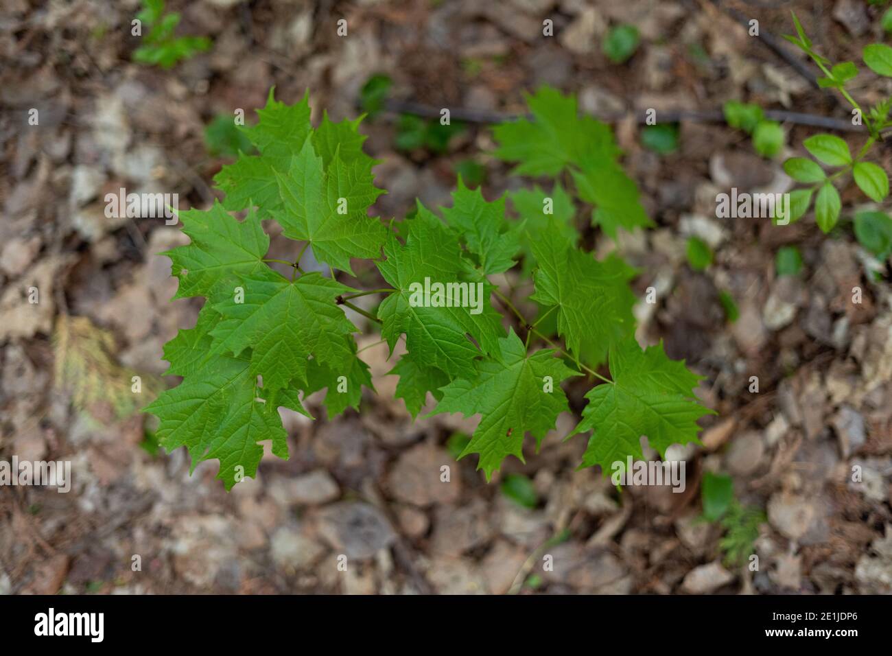 green maple tree leaves with shadows during spring Stock Photo - Alamy