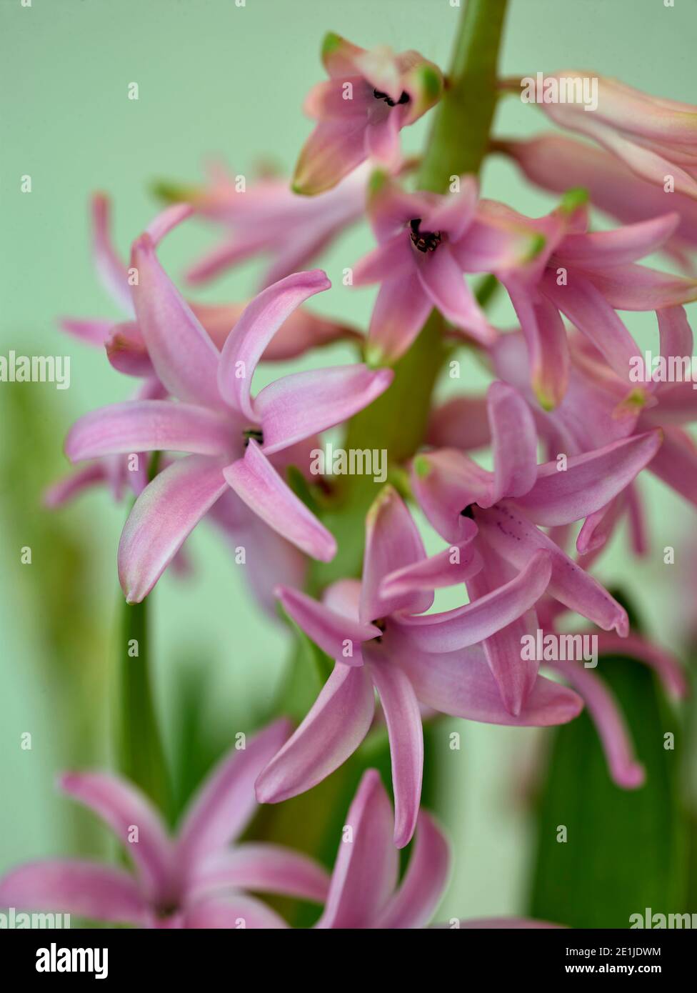 Beautiful Hyacinth flowers in close-up, beauty in nature Stock Photo ...