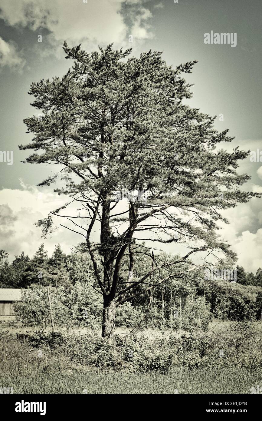 Pine Tree on the edge of a field in old photo style Stock Photo - Alamy