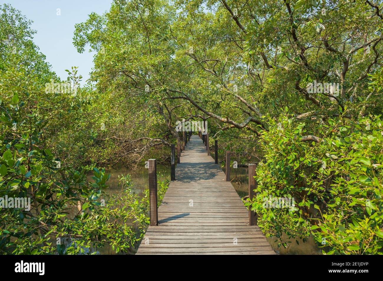 Wooden walk way thorough beside big tree Stock Photo - Alamy