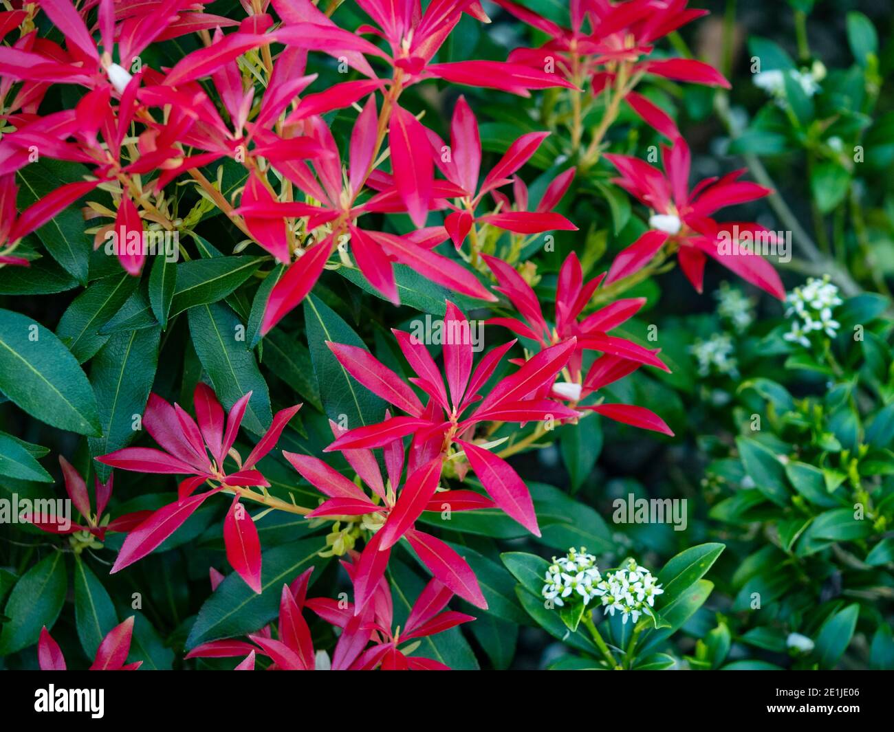 Pieris forest flame hi-res stock photography and images - Alamy