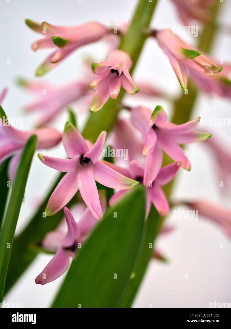 Beautiful Hyacinth flowers in close-up, beauty in nature Stock Photo ...