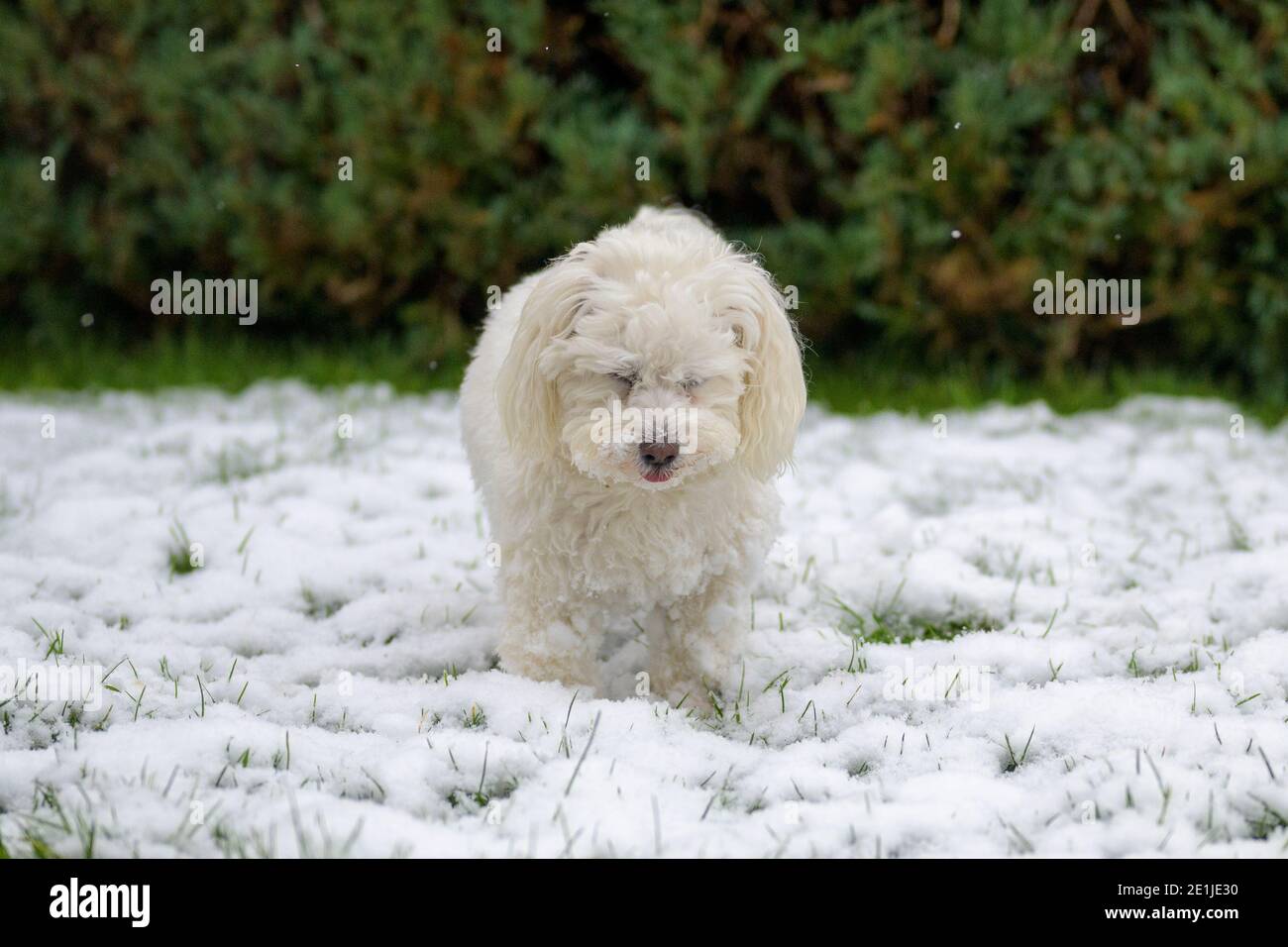 Cute little curly white Maltese cross dog playing in fresh white snow ...