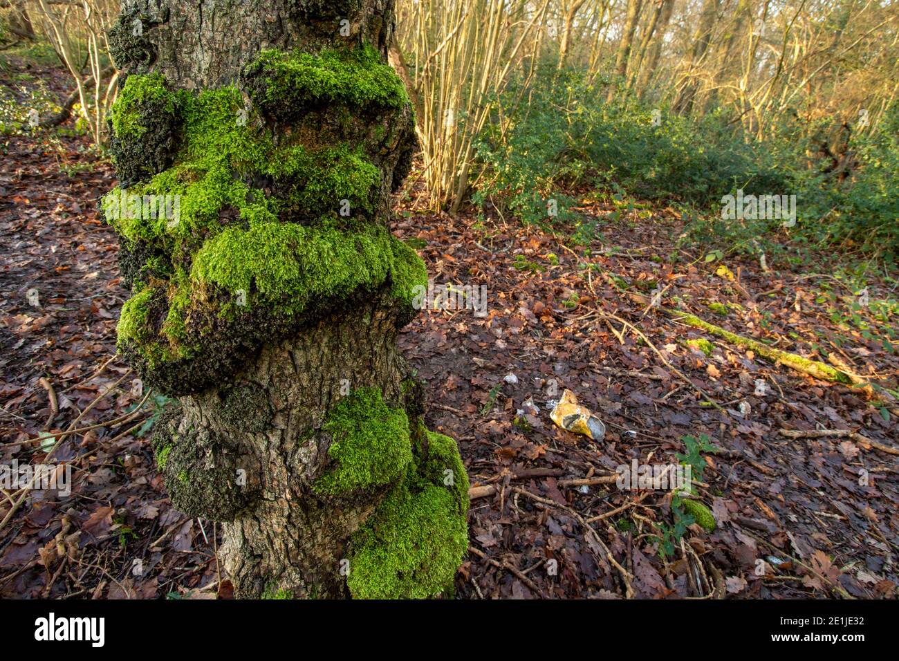 Abstract close-up patterns and textures in nature, simplifying ...