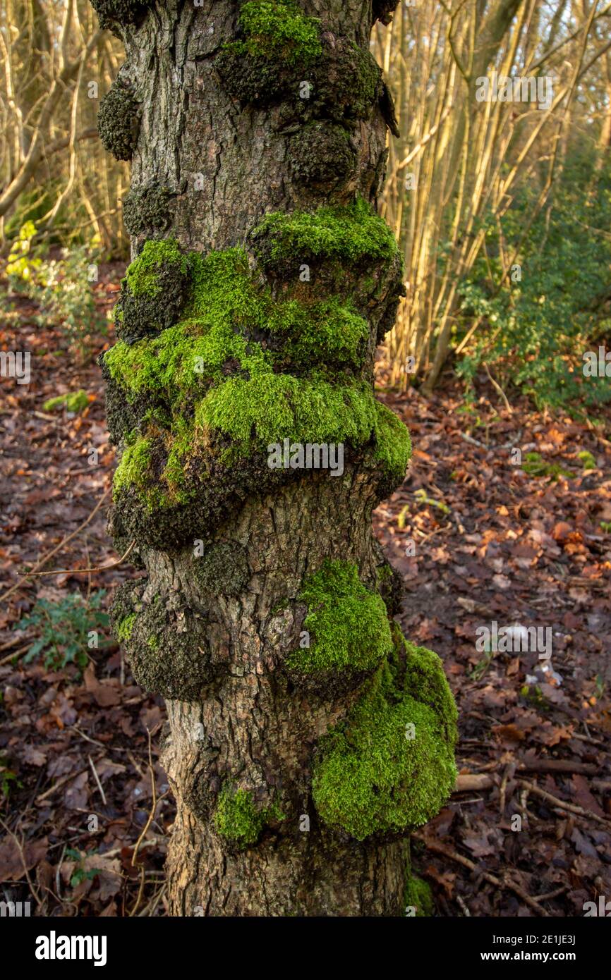 Abstract close-up patterns and textures in nature, simplifying ...