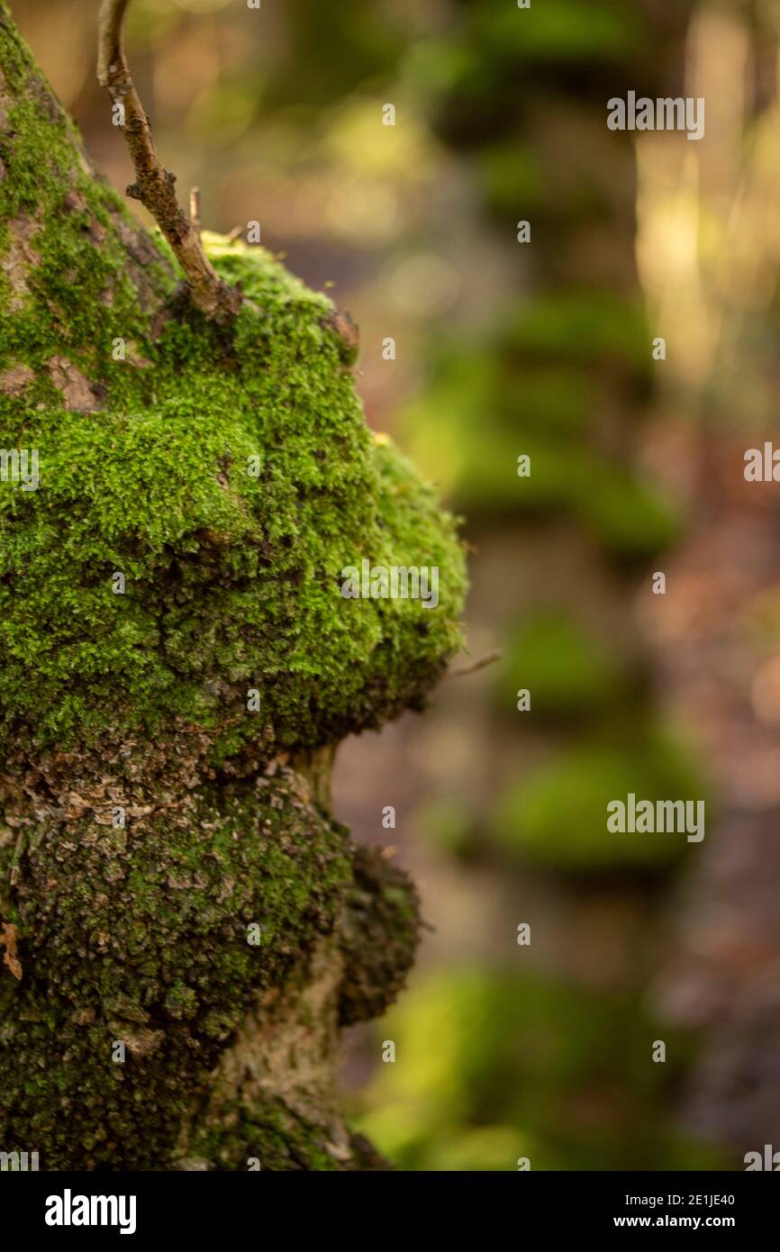 Abstract close-up patterns and textures in nature, simplifying ...