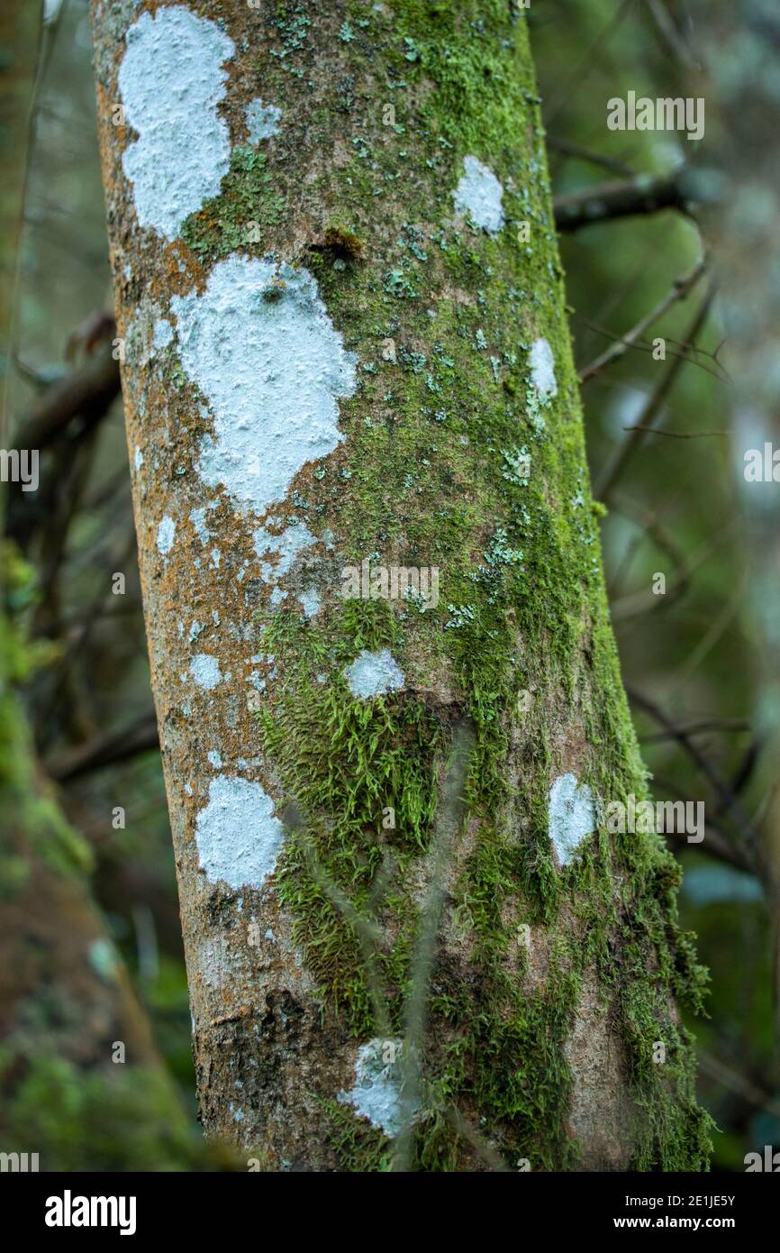 Abstract close-up patterns and textures in nature, simplifying ...