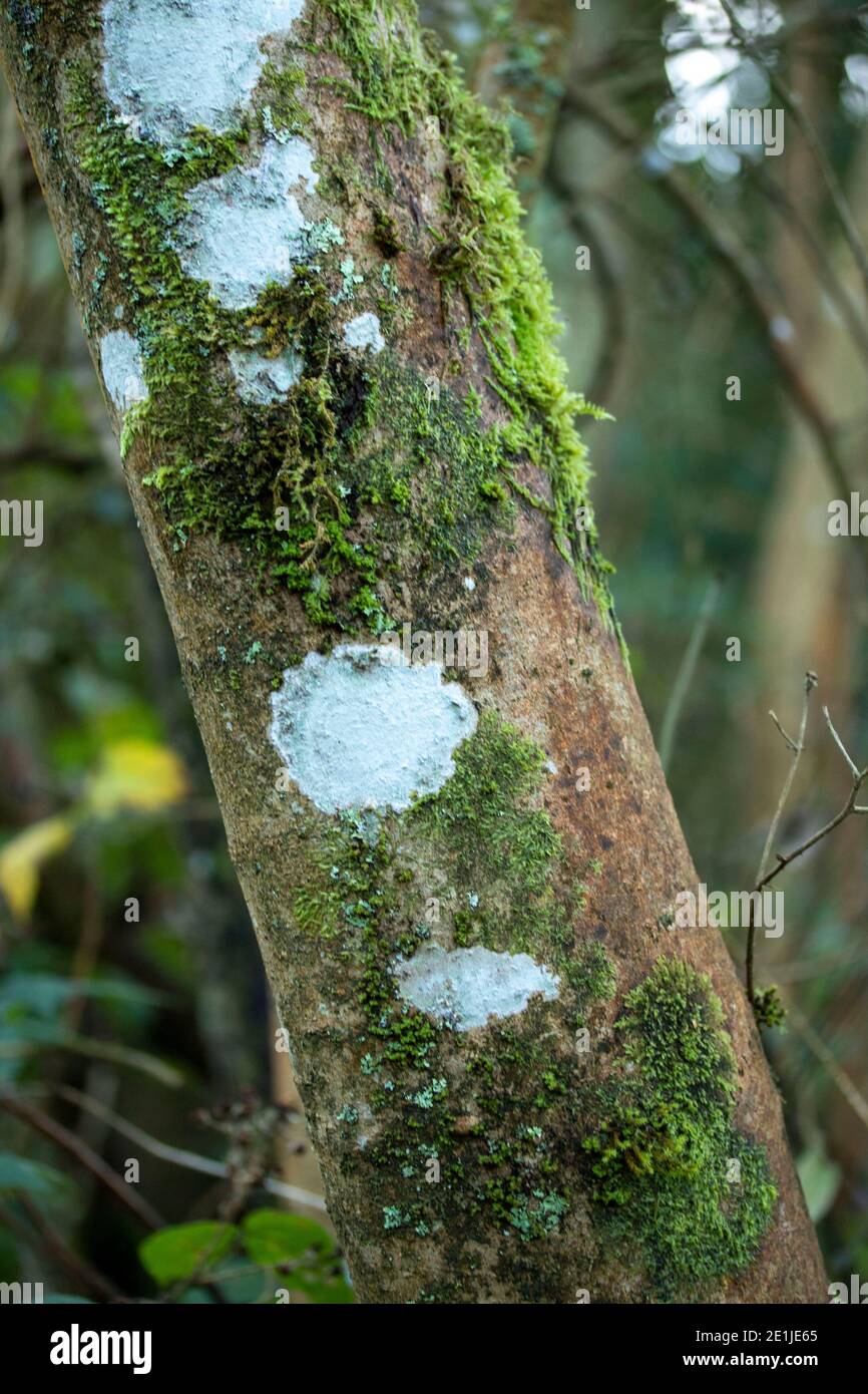 Abstract close-up patterns and textures in nature, simplifying ...