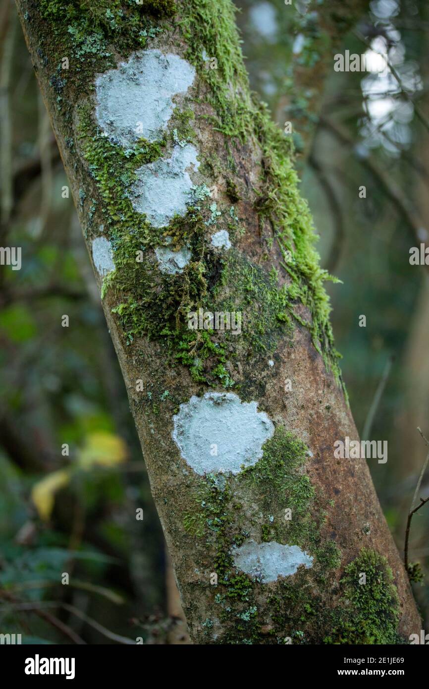 Abstract close-up patterns and textures in nature, simplifying ...