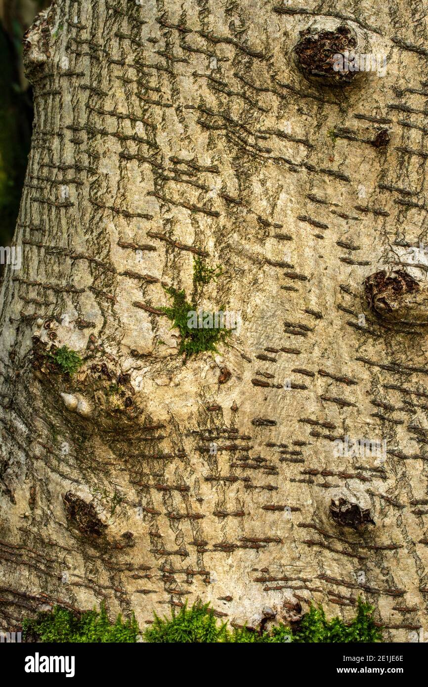 Abstract close-up patterns and textures in nature, simplifying ...