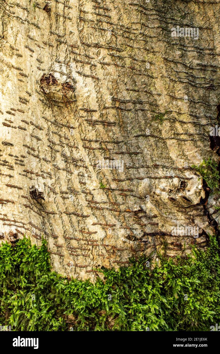 Abstract close-up patterns and textures in nature, simplifying ...