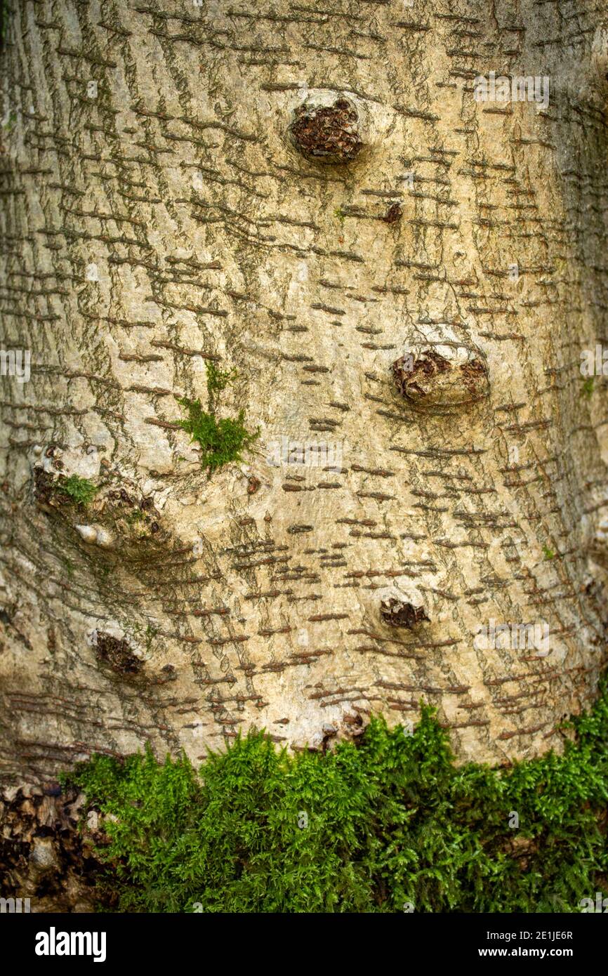 Abstract close-up patterns and textures in nature, simplifying ...