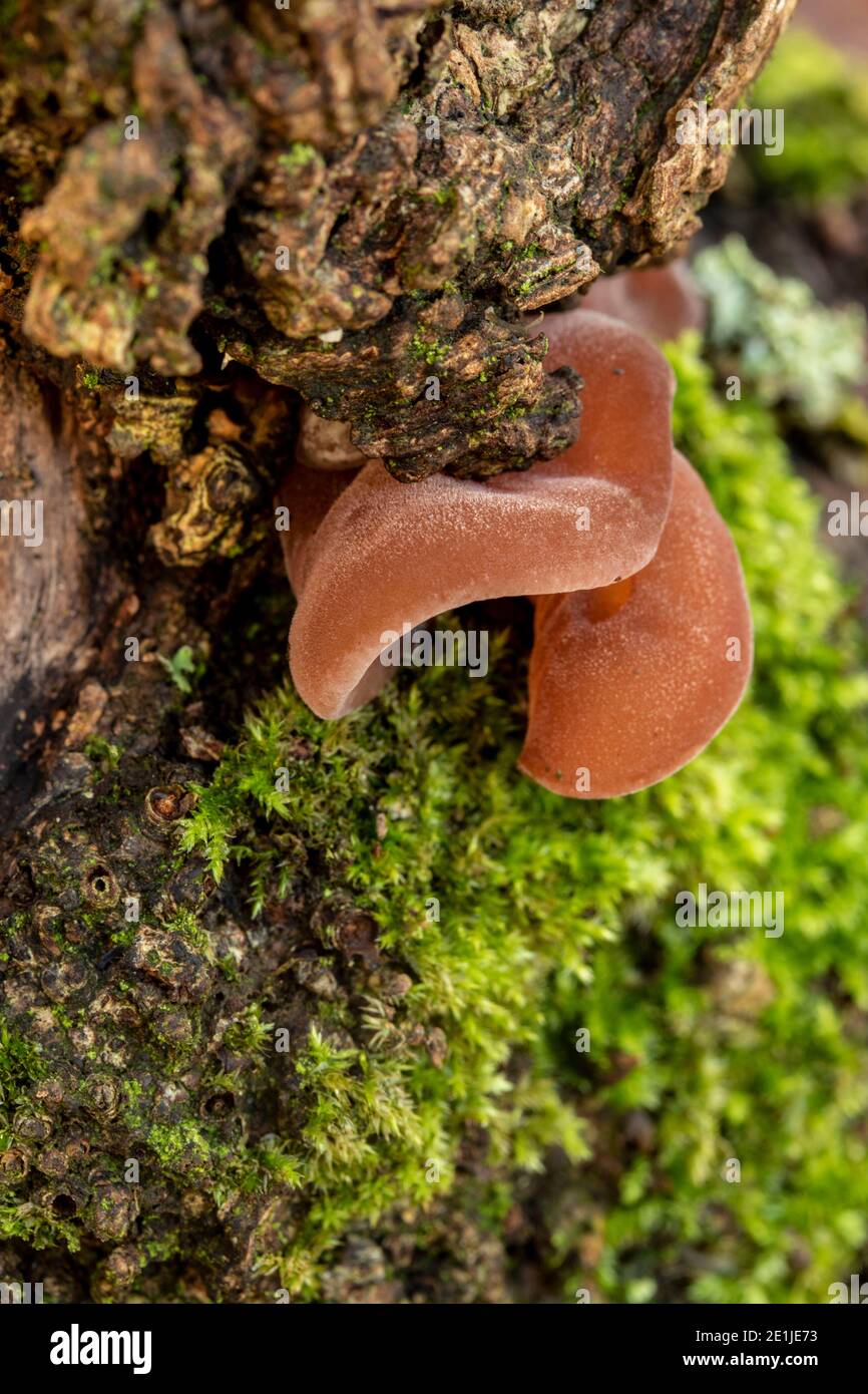 Auricula theatre hi-res stock photography and images - Alamy