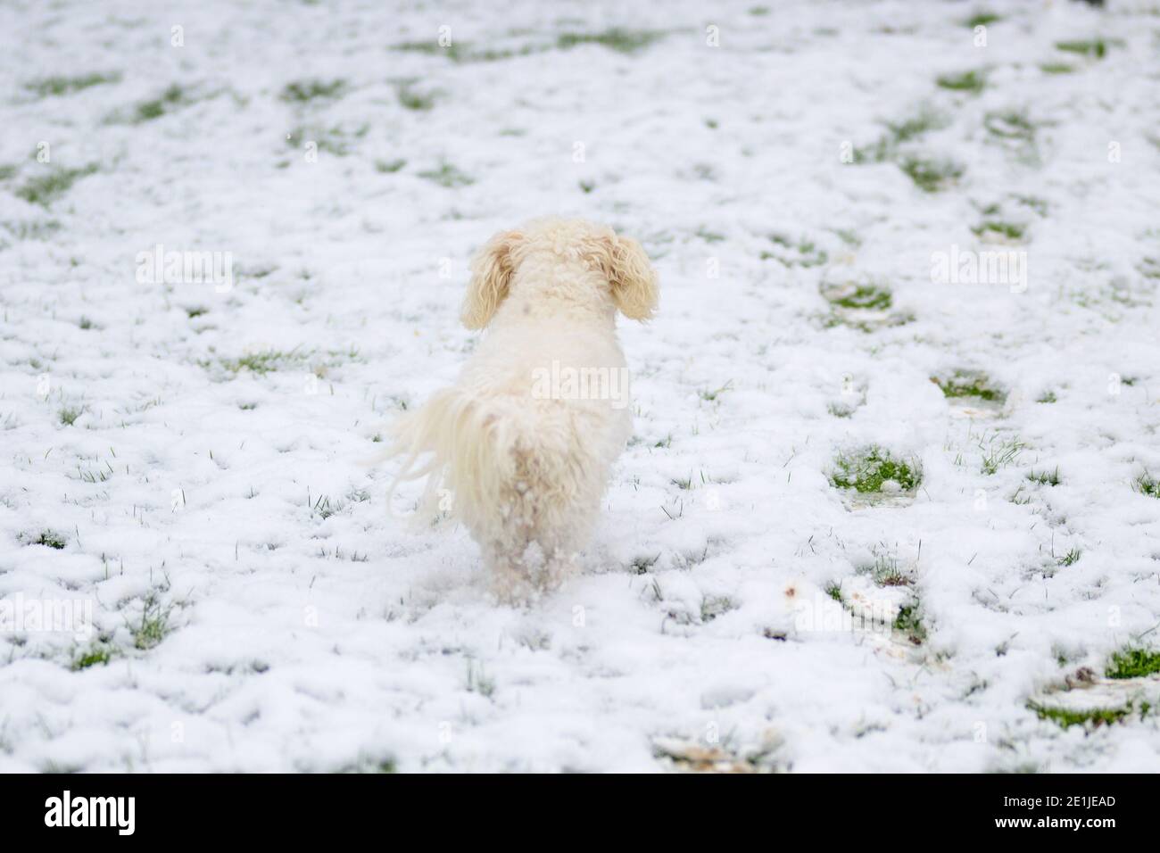 Maltese Golden Retriever Mix