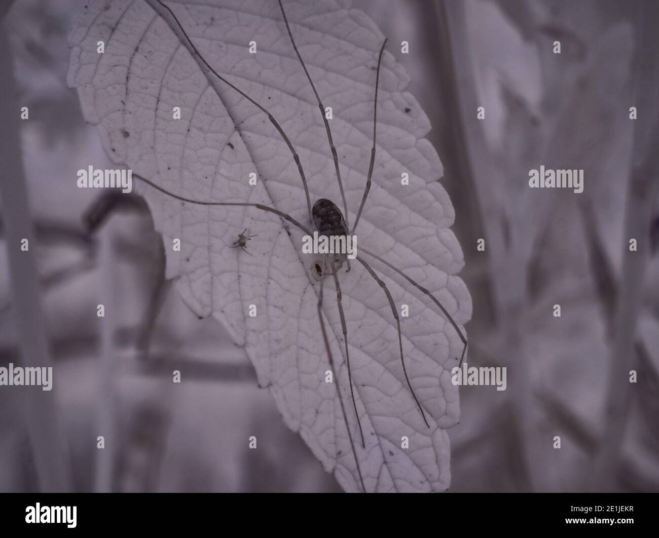 infrared photography - ir photo of landscape with tree under sky with ...