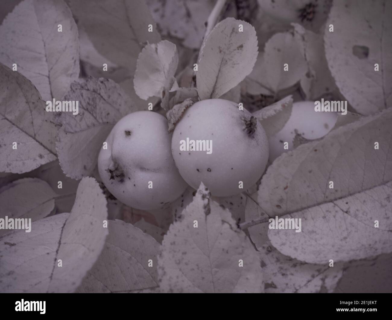 infrared photography - ir photo of landscape with tree under sky with ...