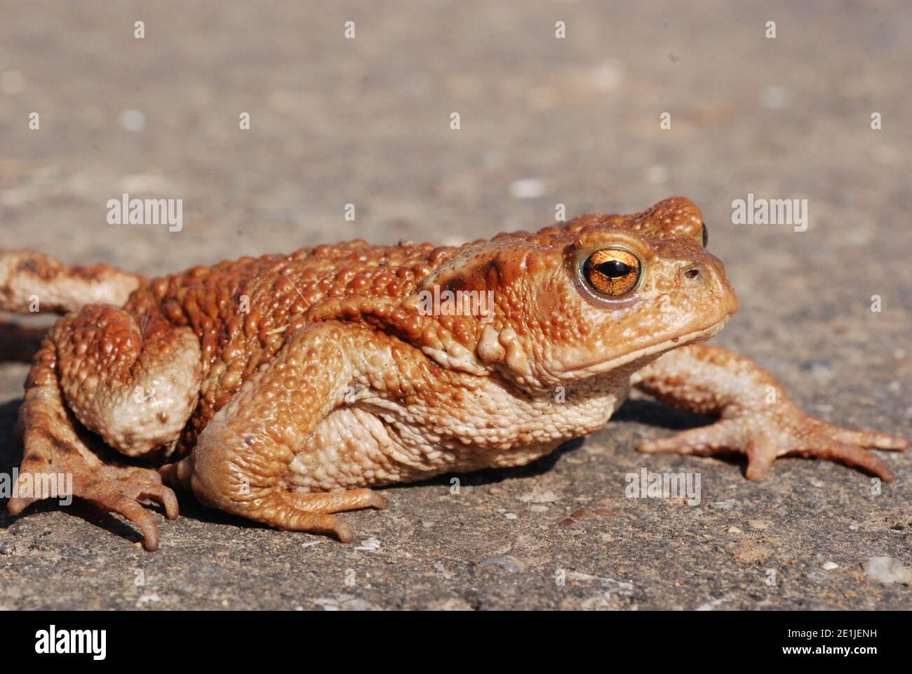 Frogs life hi-res stock photography and images - Alamy