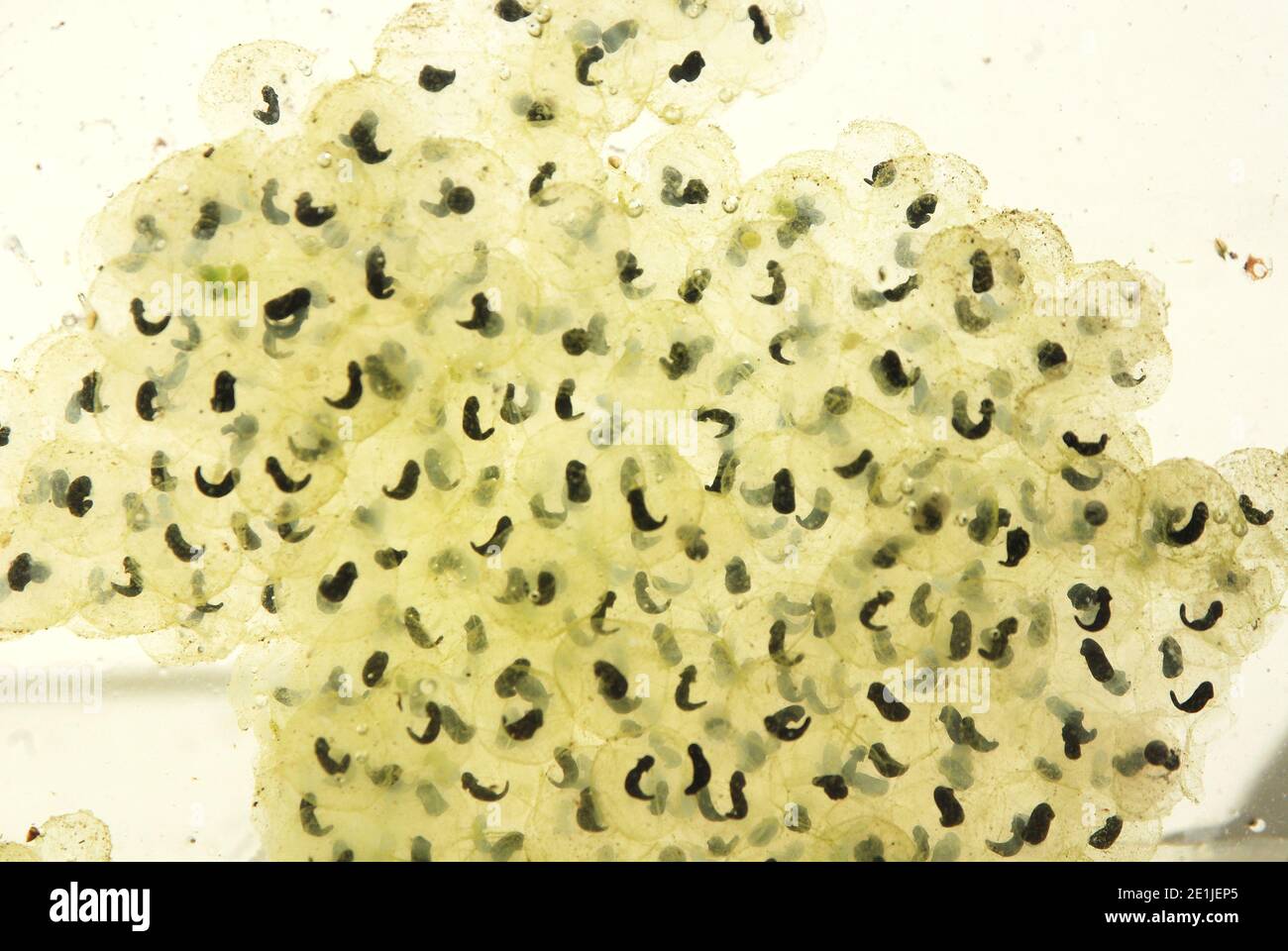 Developing frogs eggs hi-res stock photography and images - Alamy