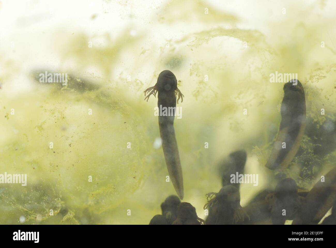 Tadpole Gills High Resolution Stock Photography and Images - Alamy