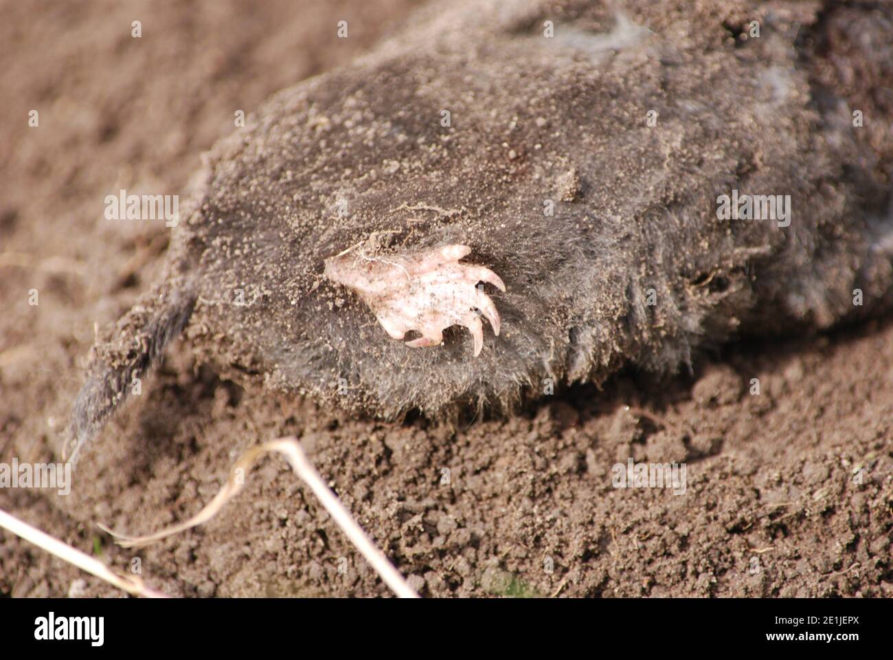 Animals Live Underground High Resolution Stock Photography and Images ...