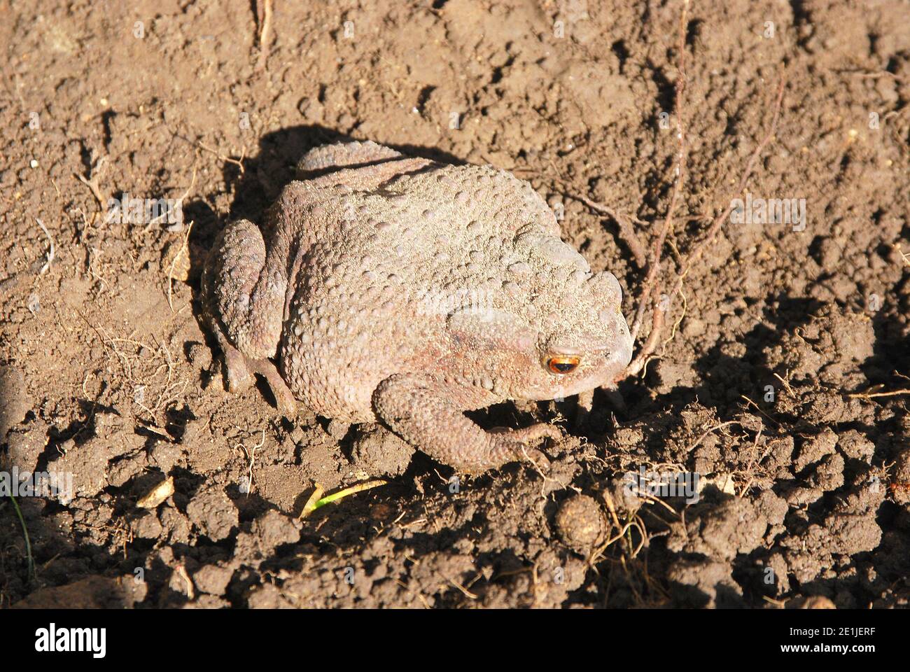 Frogs life hi-res stock photography and images - Alamy