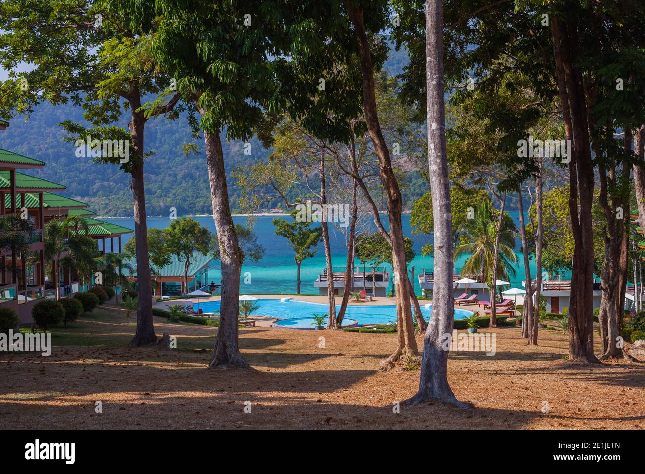 tree with clear sky behind beach in Tropicana Stock Photo - Alamy