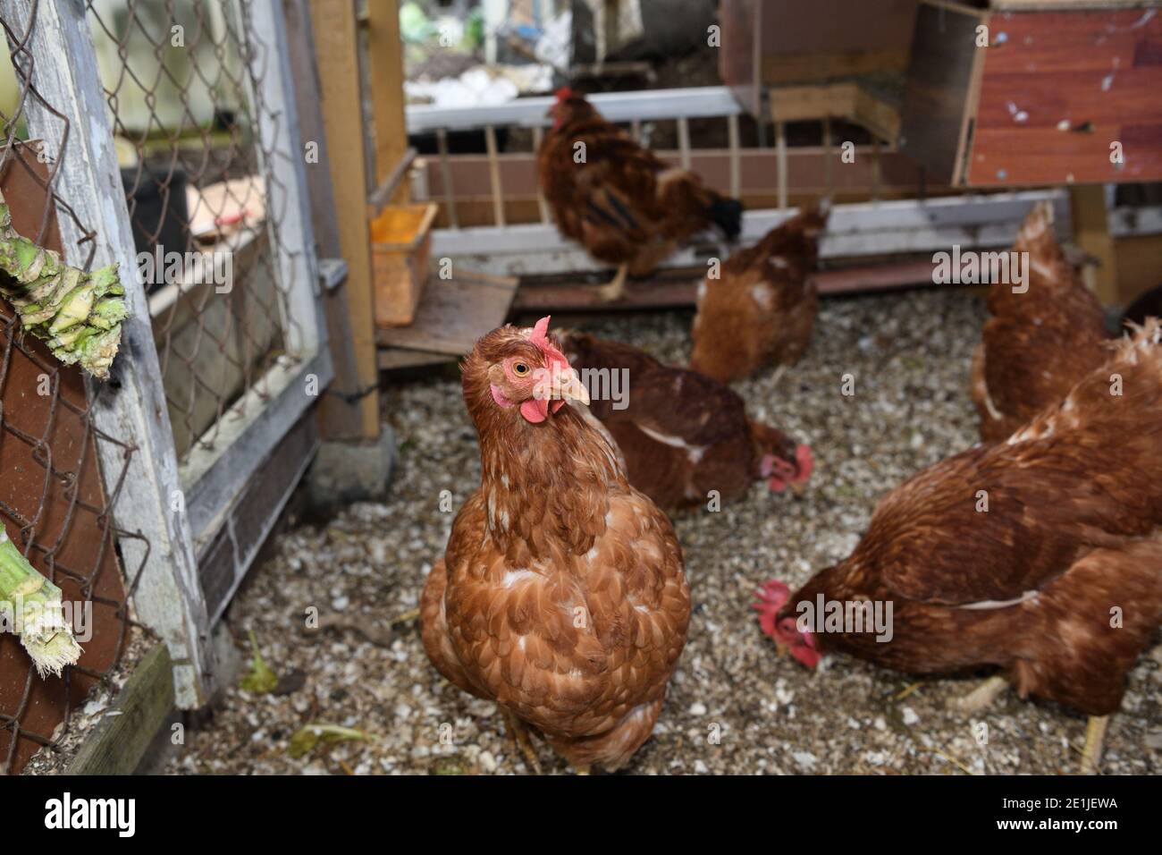 Top view of laying hen chickens eating on a home farm Stock Photo - Alamy