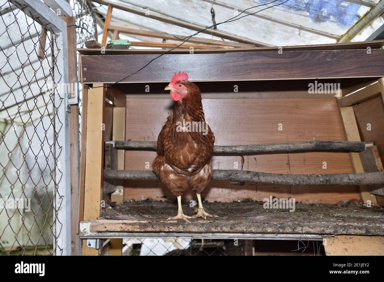 A domestic laying hen for egg stands in a barn on a farm Stock Photo ...