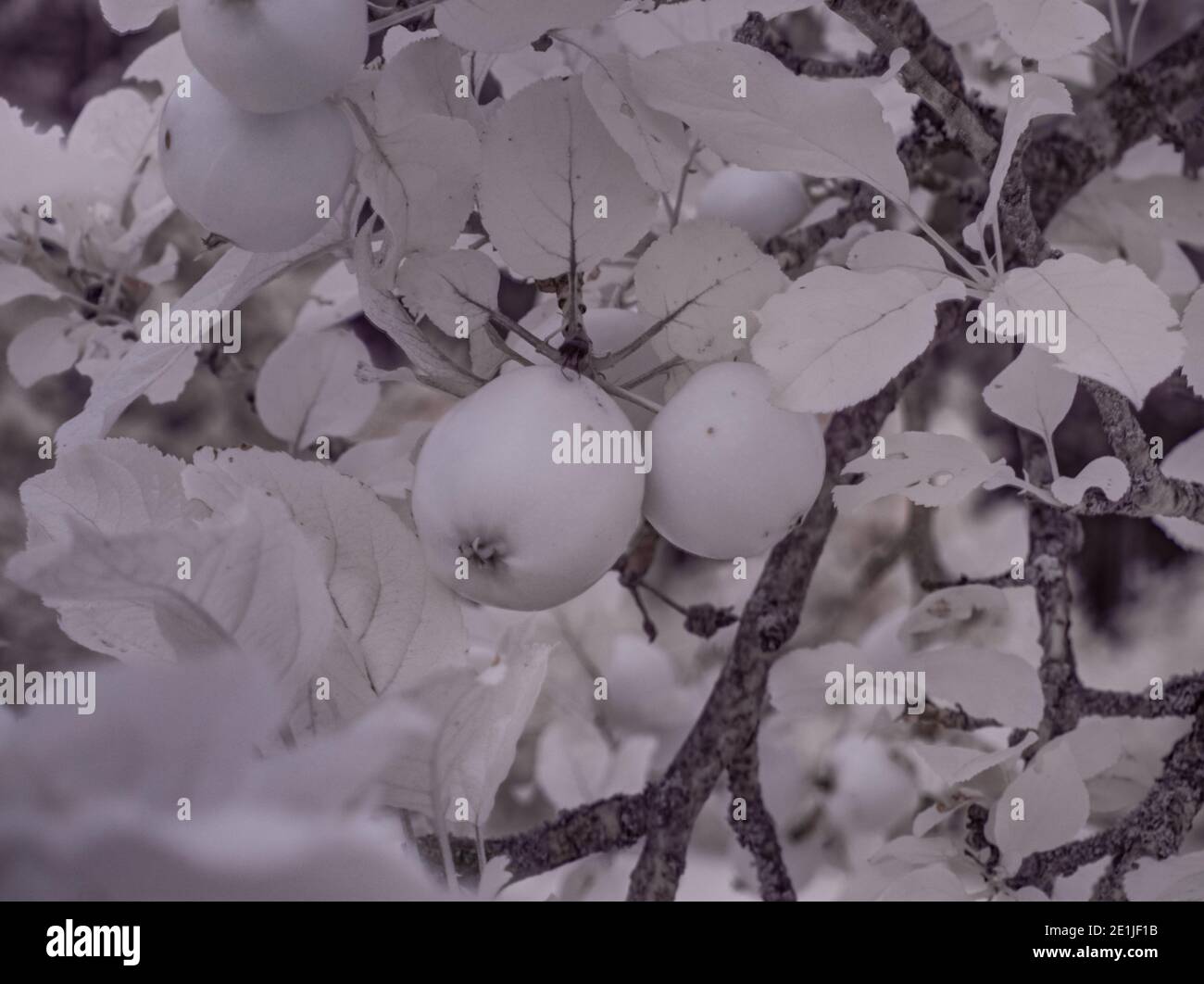 infrared photography - ir photo of landscape with tree under sky with ...