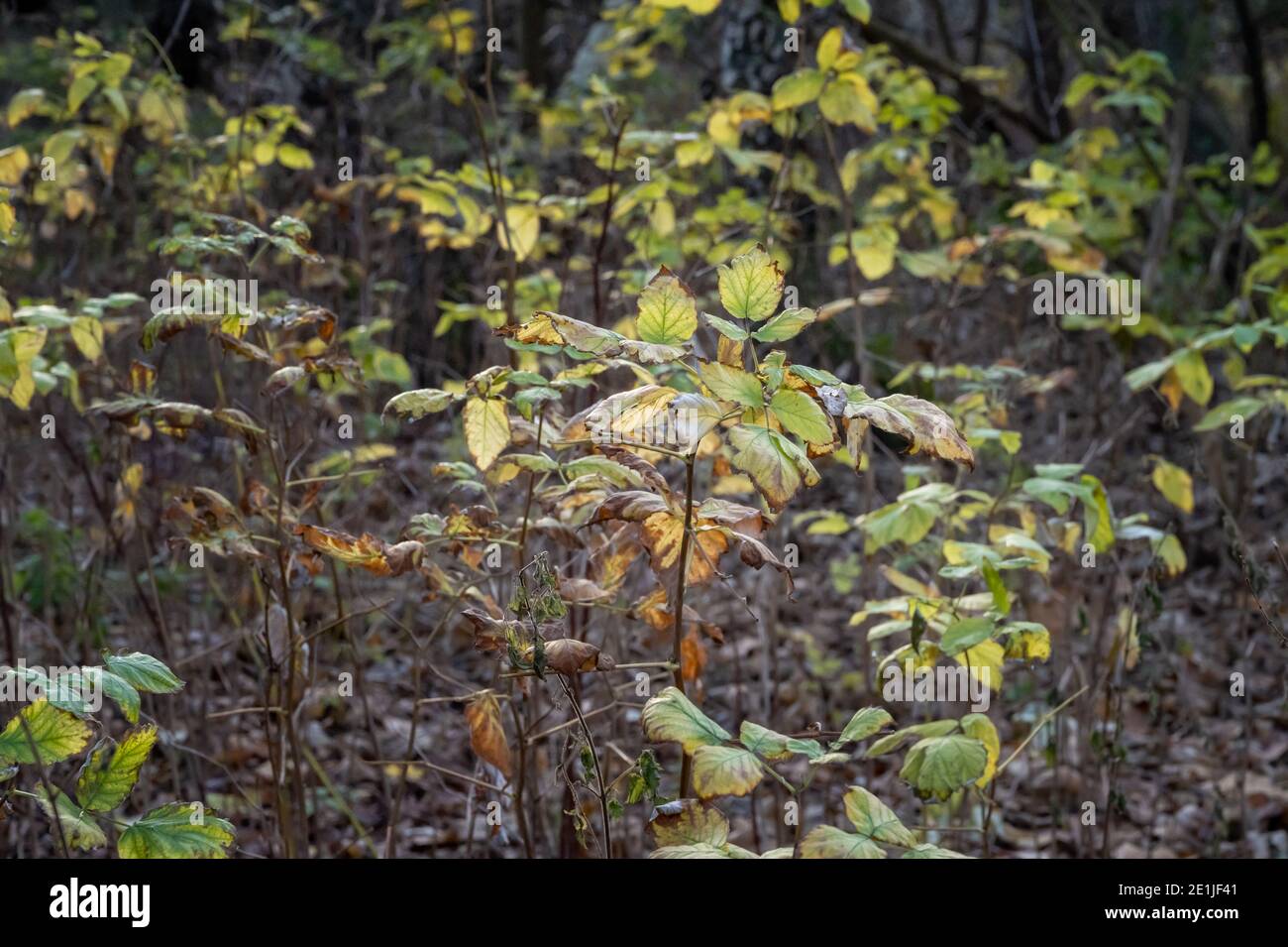 Tree seedlings bathing in golden hour sunlight. Picture from Scania ...