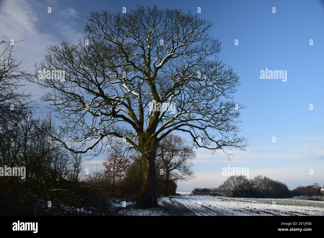 cold winters day, snow on the ground and deep blue sky with winter ...