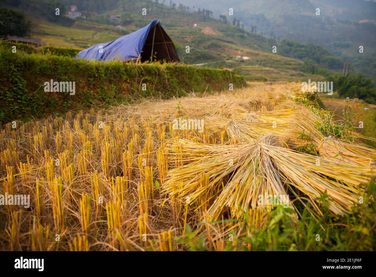 field of rice terrace step on hill Stock Photo - Alamy