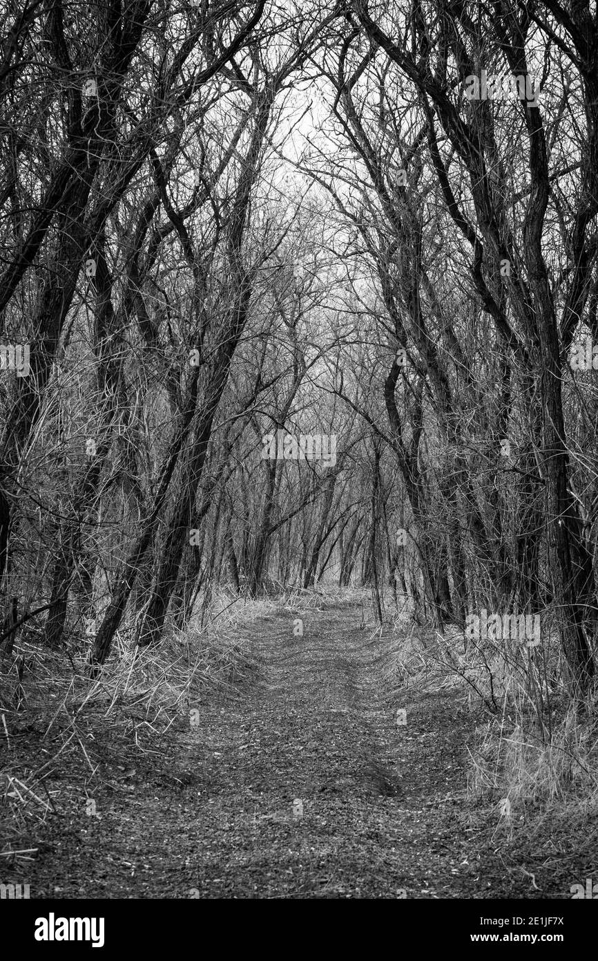 Leafless tree in background Black and White Stock Photos & Images - Alamy