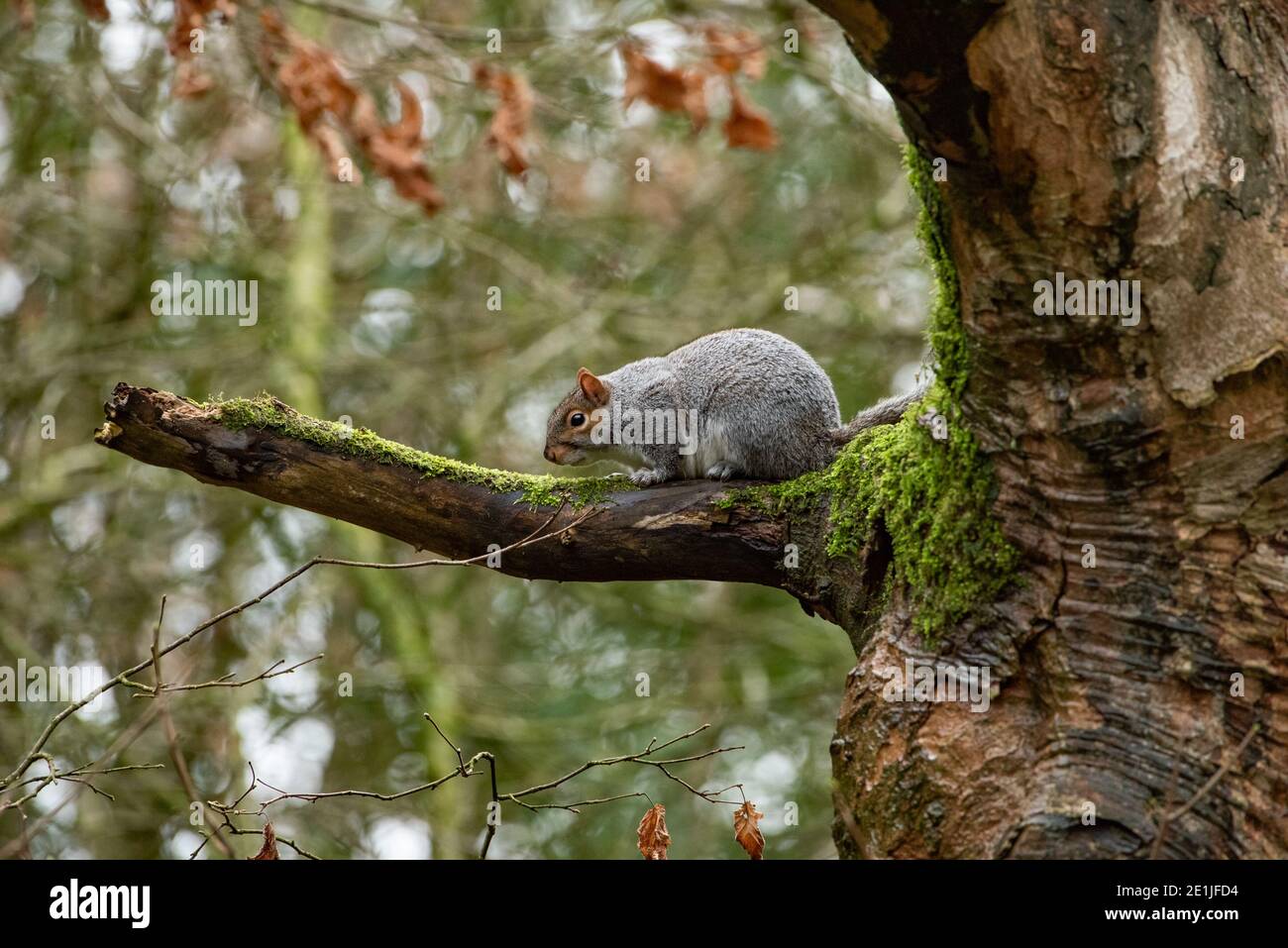 Grey squirrel tree hi-res stock photography and images - Alamy
