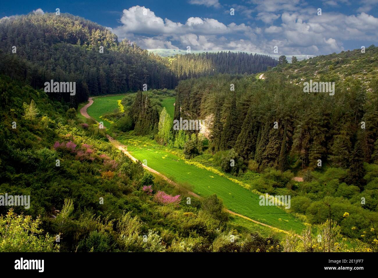 Mount Carmel forest Stock Photo - Alamy