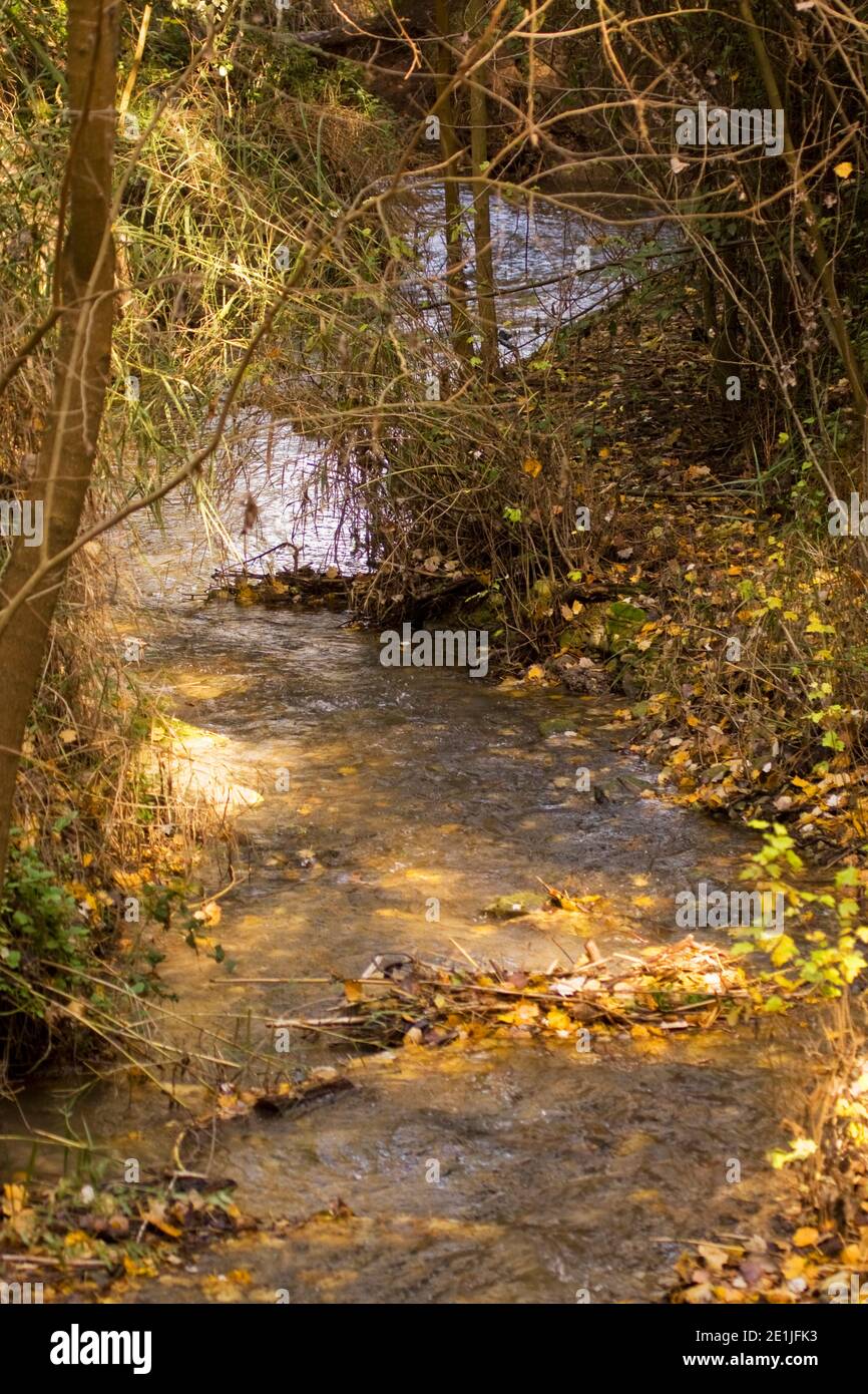 Carmel forest hi-res stock photography and images - Alamy