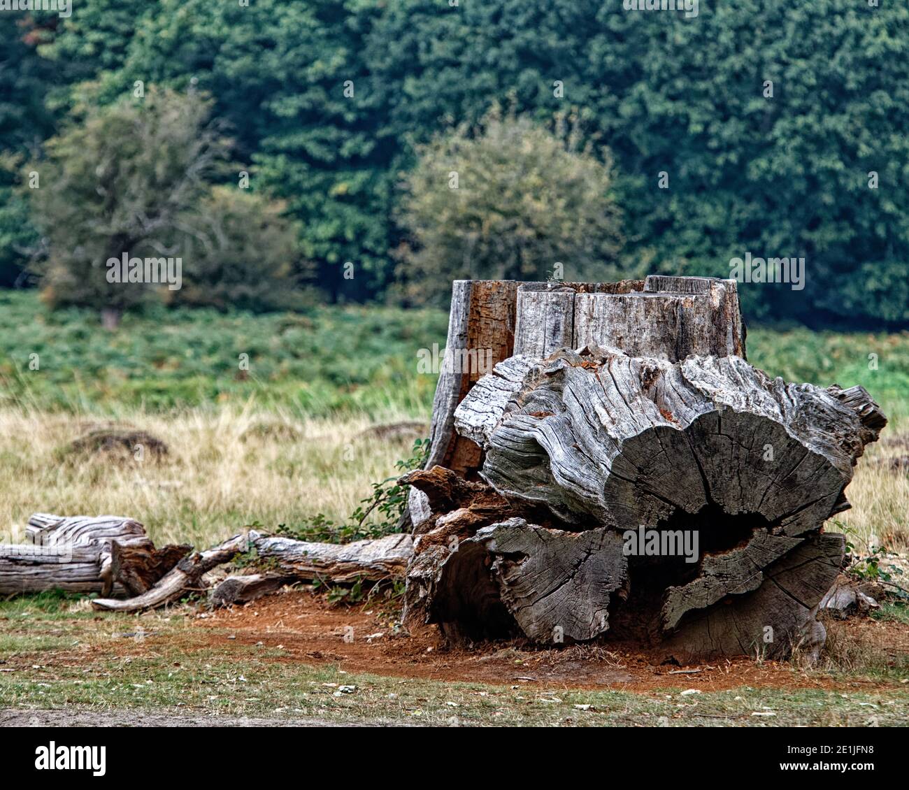 Remains of a cut tree in Richmond PArk, Surrey, England Stock Photo - Alamy