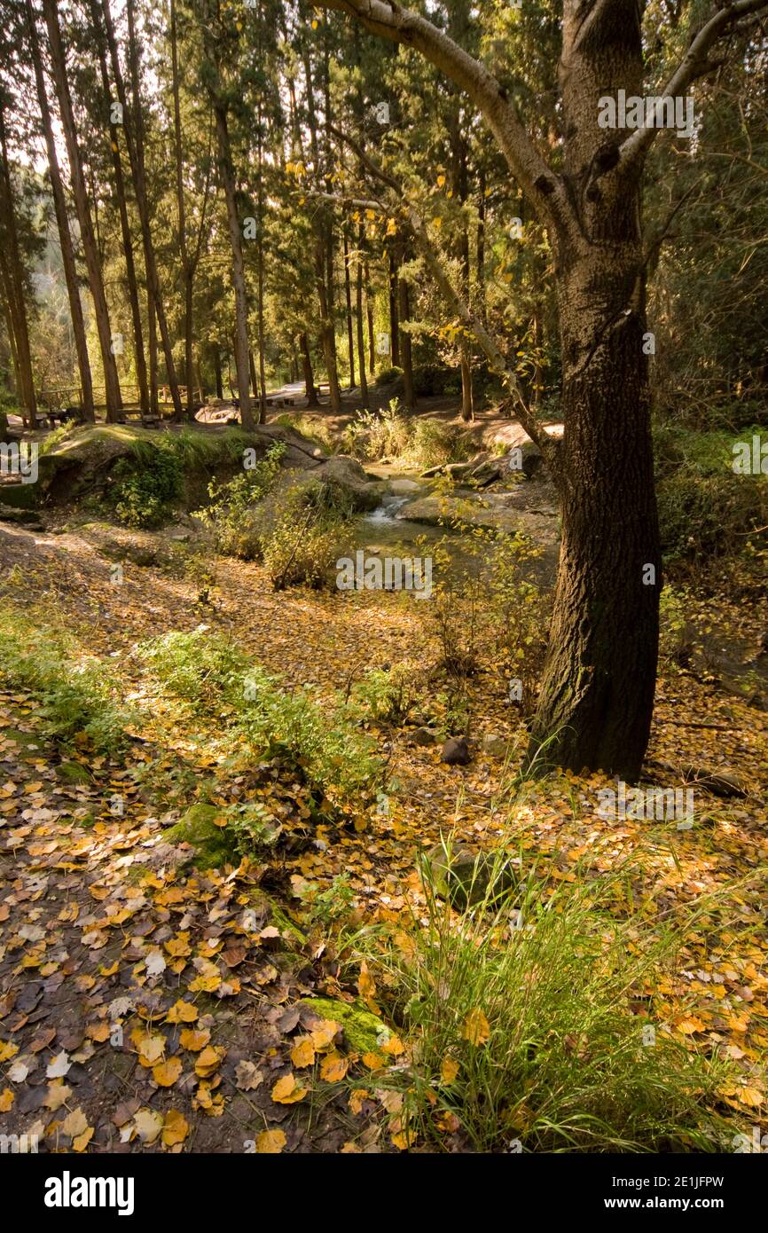 Mount Carmel forest Stock Photo - Alamy