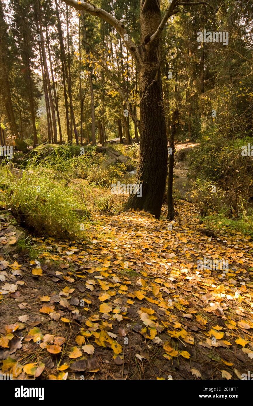 Mount Carmel forest Stock Photo - Alamy