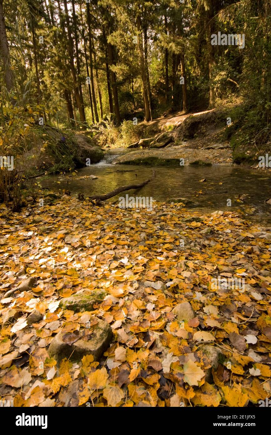 Carmel forest hi-res stock photography and images - Alamy