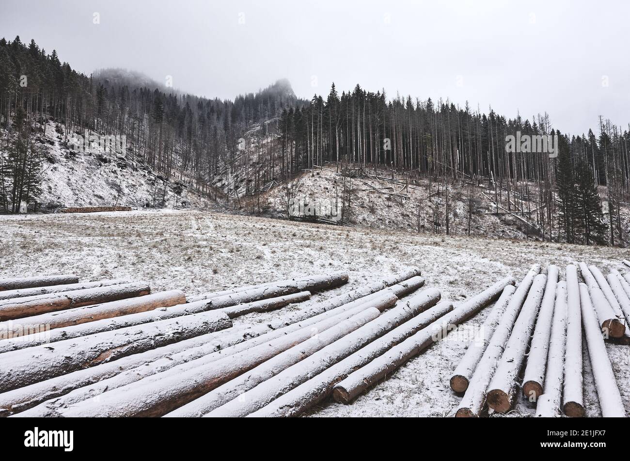 Mountain landscape with timber logs on a snowy day Stock Photo - Alamy