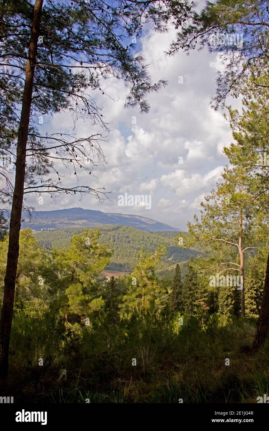 Mount Carmel forest Stock Photo - Alamy