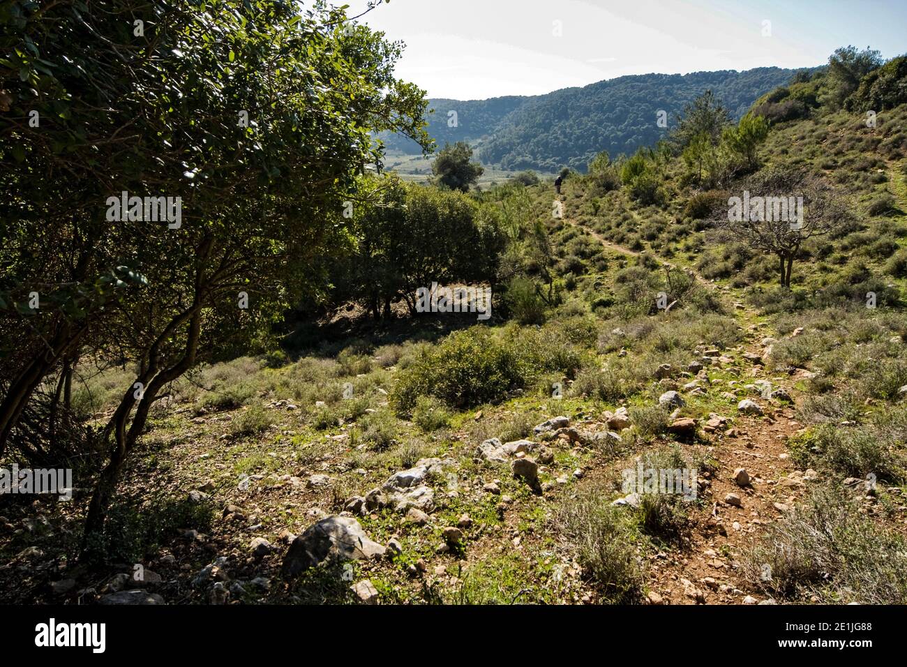 Mount Carmel forest Stock Photo - Alamy