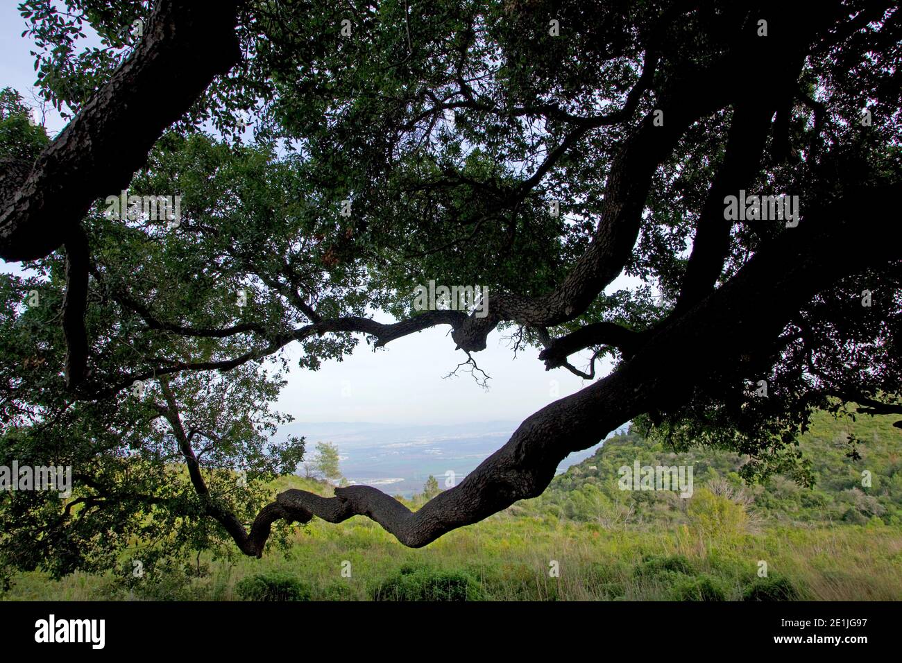 Mount Carmel forest Stock Photo - Alamy